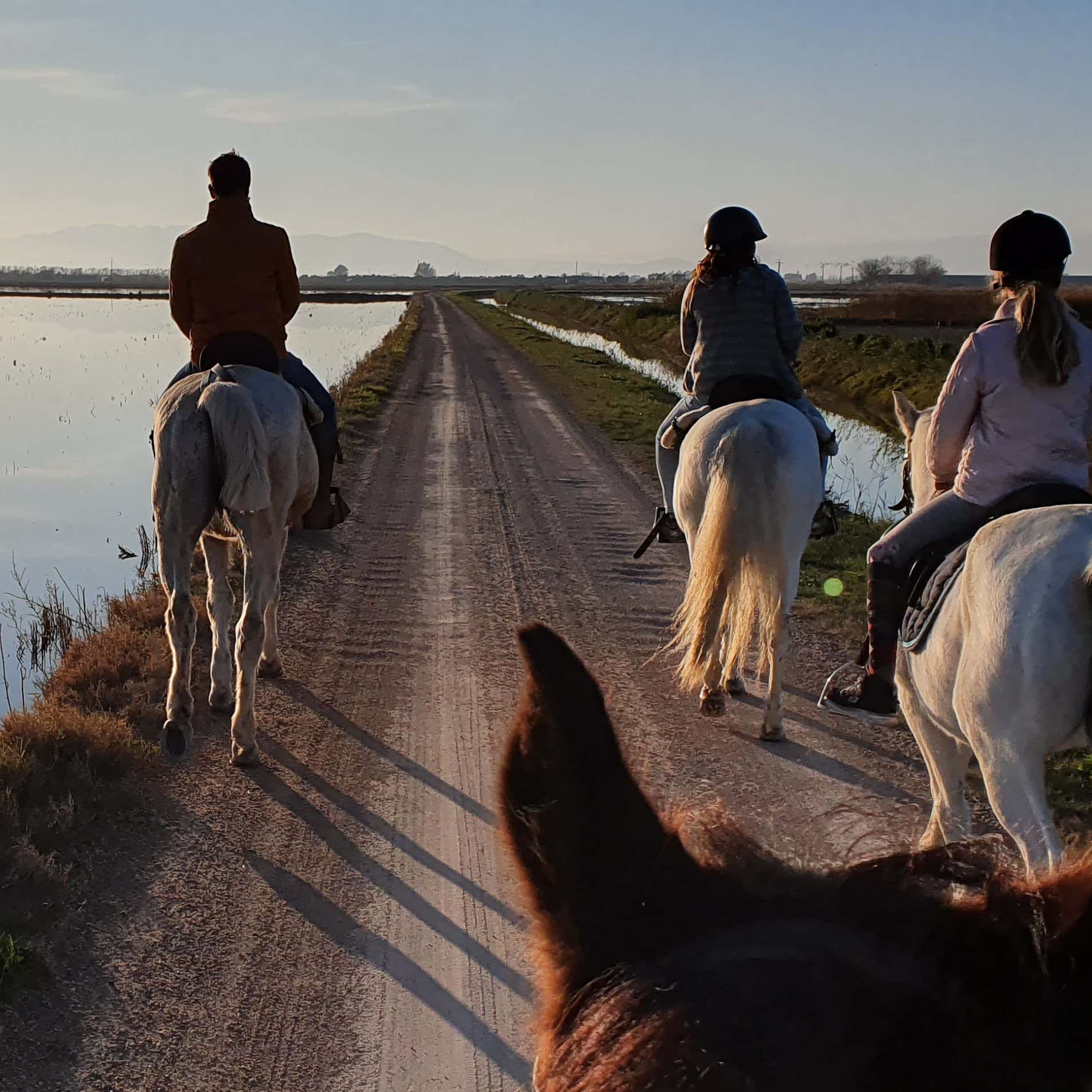 Paseo a caballo por el Delta del Ebro | Freedome