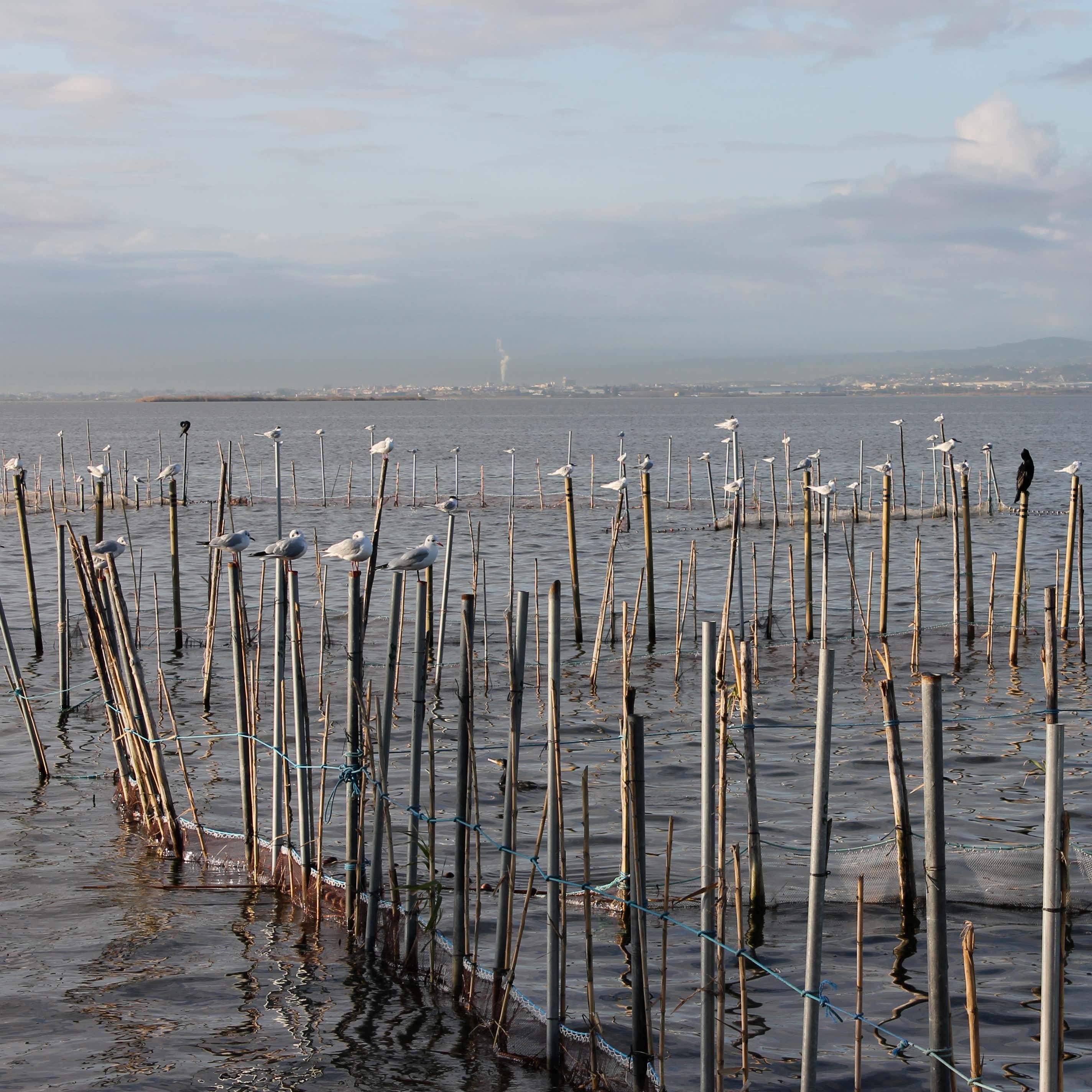 Paseo ornitológico en barca por la Albufera de Valencia | Freedome